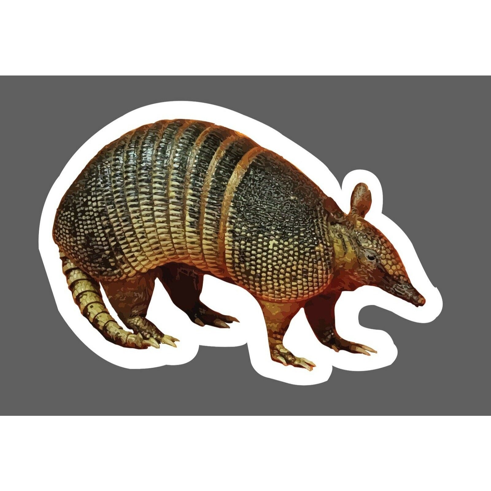 Armadillo Sticker Realistic – StickerDynasty